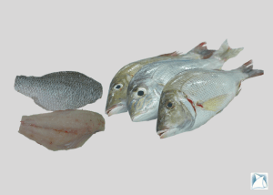 Reef Fish Products – Southern Sea Food