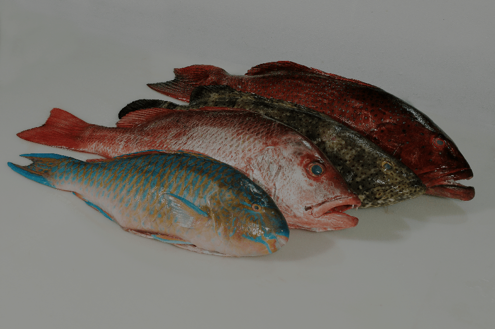 Reef Fish Products – Southern Sea Food
